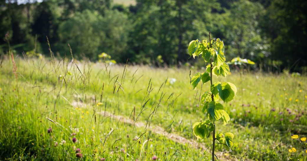 hassia handelt: bisher über 1,3 Millionen Bäume gepflanzt
