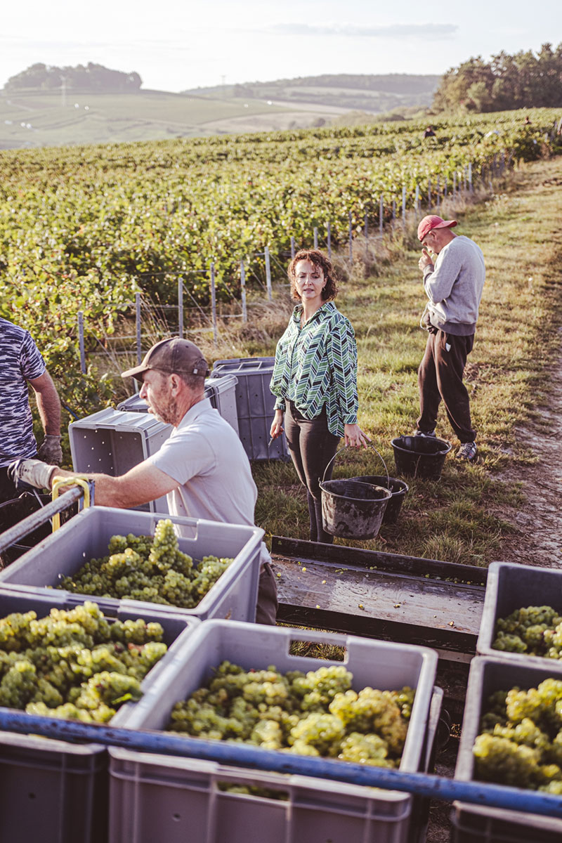 For the love of terroir - Sophie Cossy about Champagne Cossy - About Drinks